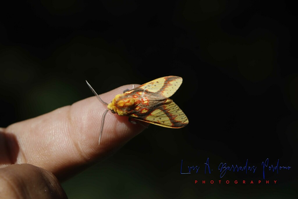 Symphlebia from Rancho El Sinaí, Piedra de Agua, Jilotepec, Ver ...