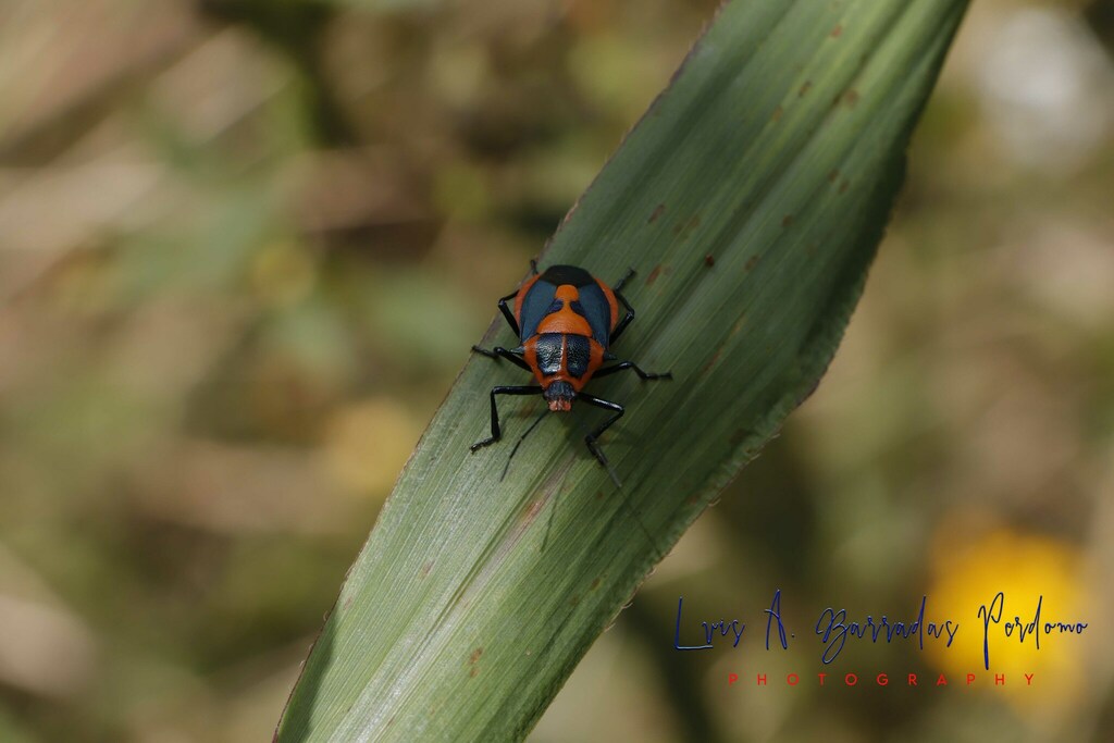 Florida Predatory Stink Bug from Rancho El Sinaí, Piedra de Agua ...