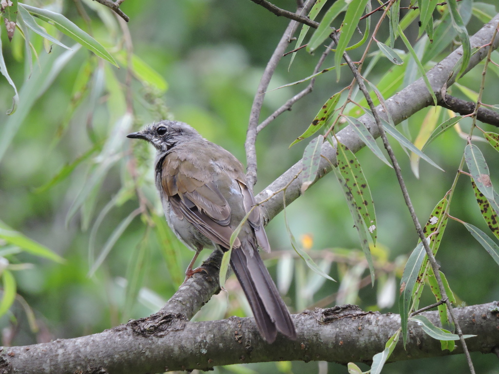 Brown-backed Solitaire from Tapalpa, Jalisco, Mexico on August 1, 2022 ...