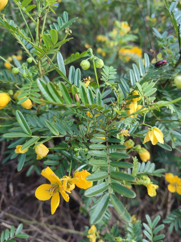 Senna barronfieldii from Chester Hill NSW 2162, Australia on October 31 ...