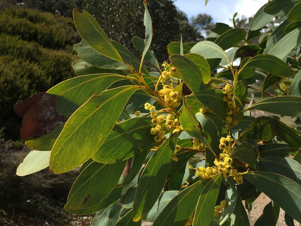 Mountain Hickory Wattle from Mount Buffalo, Alpine - East, AU-VI, AU on ...