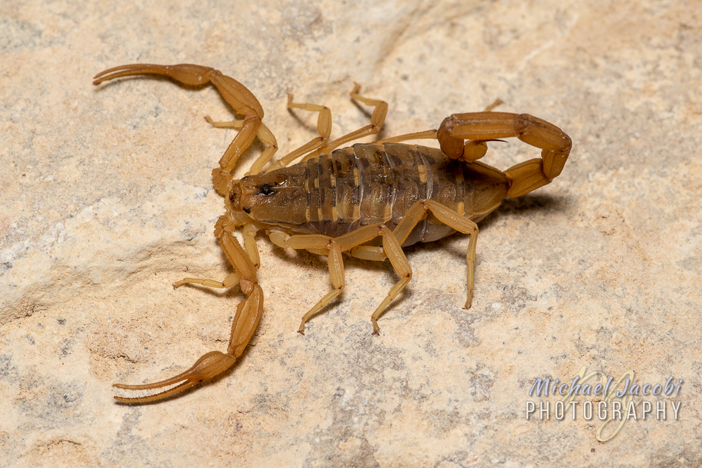 Arizona Bark Scorpion from Santa Cruz County, AZ, USA on August 29 ...