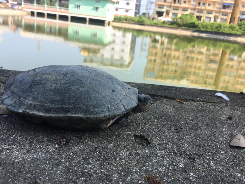 Black Marsh Turtle in October 2022 by Win Paing Oo. Record From Turtles ...