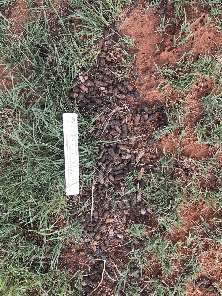 Southern Yellow Mongoose from Ezemvelo, City Of Tshwane, GP, ZA on ...