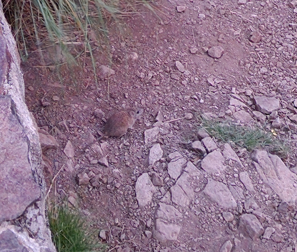 Komodo Rat in October 2022 by Nos_Péripléties · iNaturalist