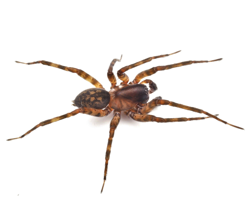 Intertidal Spiders from Sunshine Coast QLD, Australia on June 05, 2021 ...