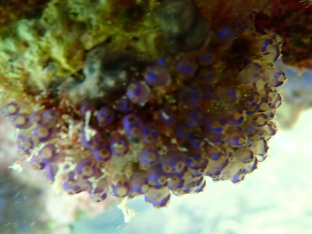 Sea Squirts from Moltke Wreck, QLD, Australia on October 31, 2022 at 07 ...