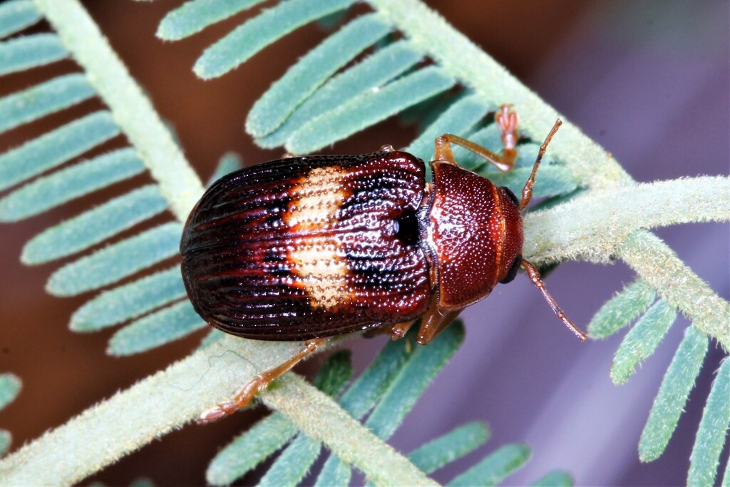 Cadmus from Tanjil South VIC 3825, Australia on October 31, 2022 at 09: ...
