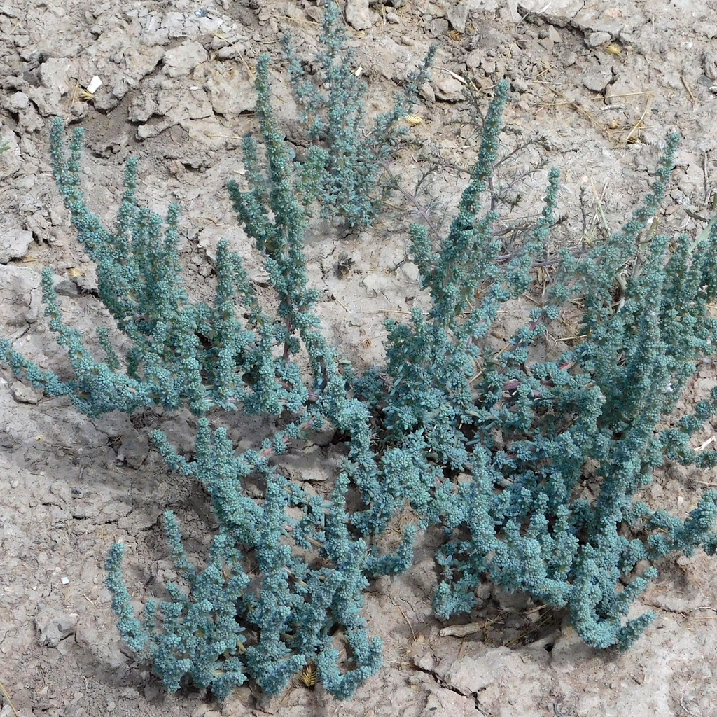 Esplosione Di Sintolo