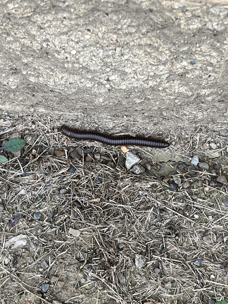 American Giant Millipede Complex from West Liberty University - College ...