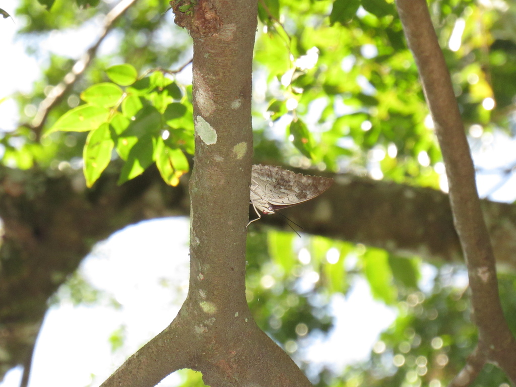 Two-spotted Prepona from Sector Lago de Yojoa, Honduras on October 26 ...