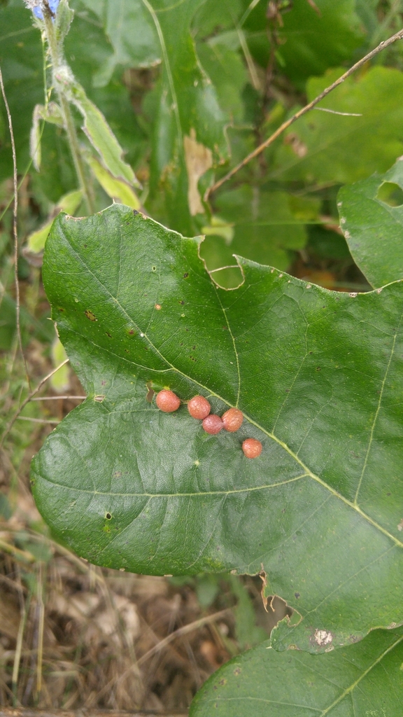 Oak Leaf Gall Midge from Northumberland, CA-ON, CA on August 31, 2018 ...