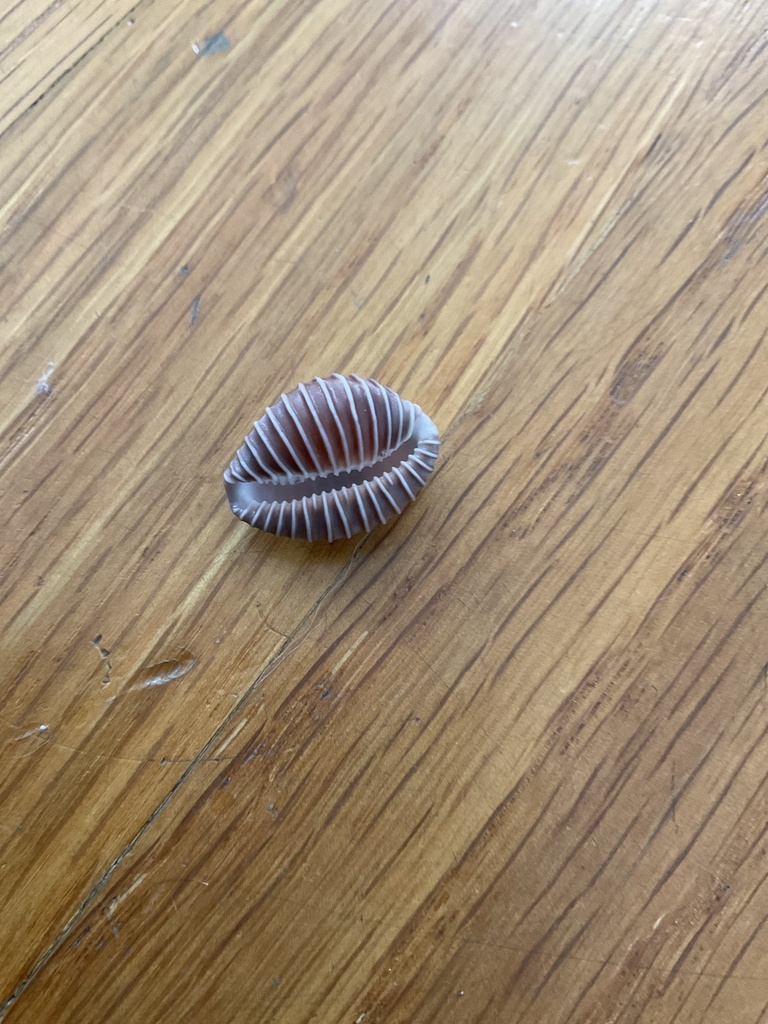 Solander's Trivia from Allegheny Dr, Santa Ana, CA, US on October 31 ...