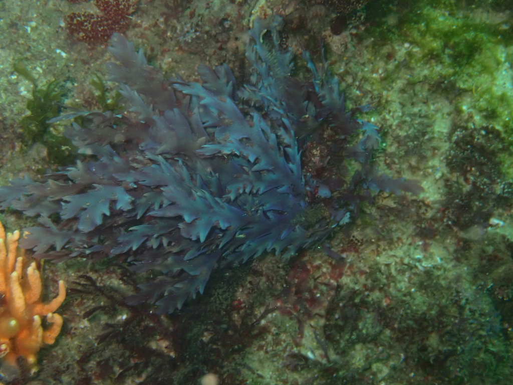 Coral Placodium from Mossel Bay, Flatrock Scuba on October 30, 2022 at ...