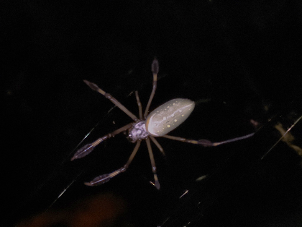 Golden Silk Spider from Pereira, Risaralda, Colombia on October 28 ...