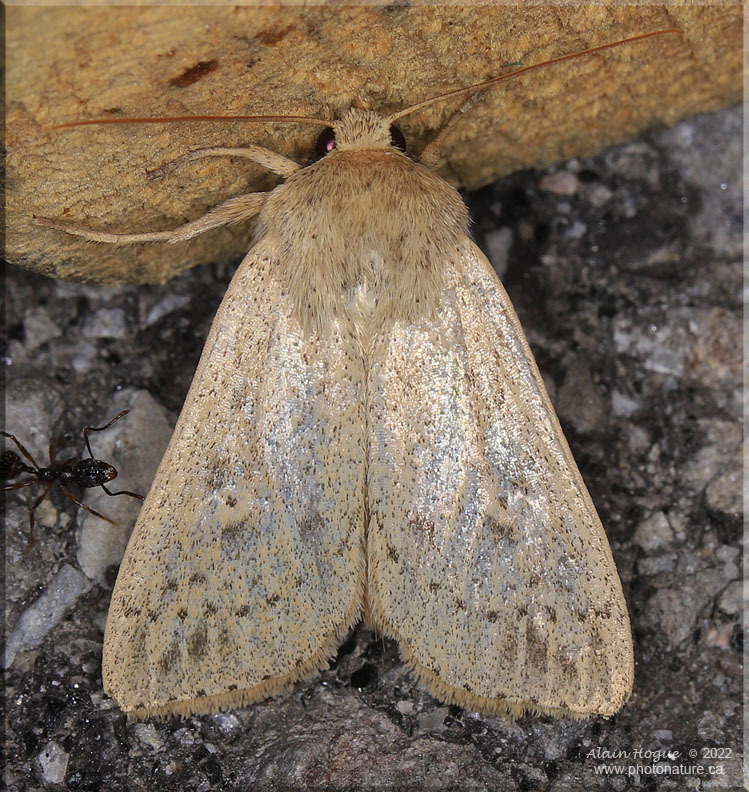 Unarmed Wainscot from Saint-Pierre, QC, Canada on June 25, 2022 at 12: ...