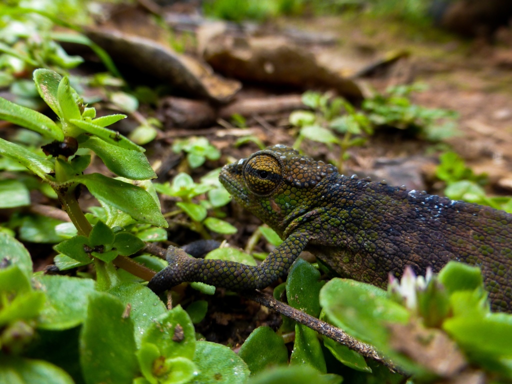 Rugege Highlands Forest Chameleon from Iburengerazuba, RW on July 21 ...