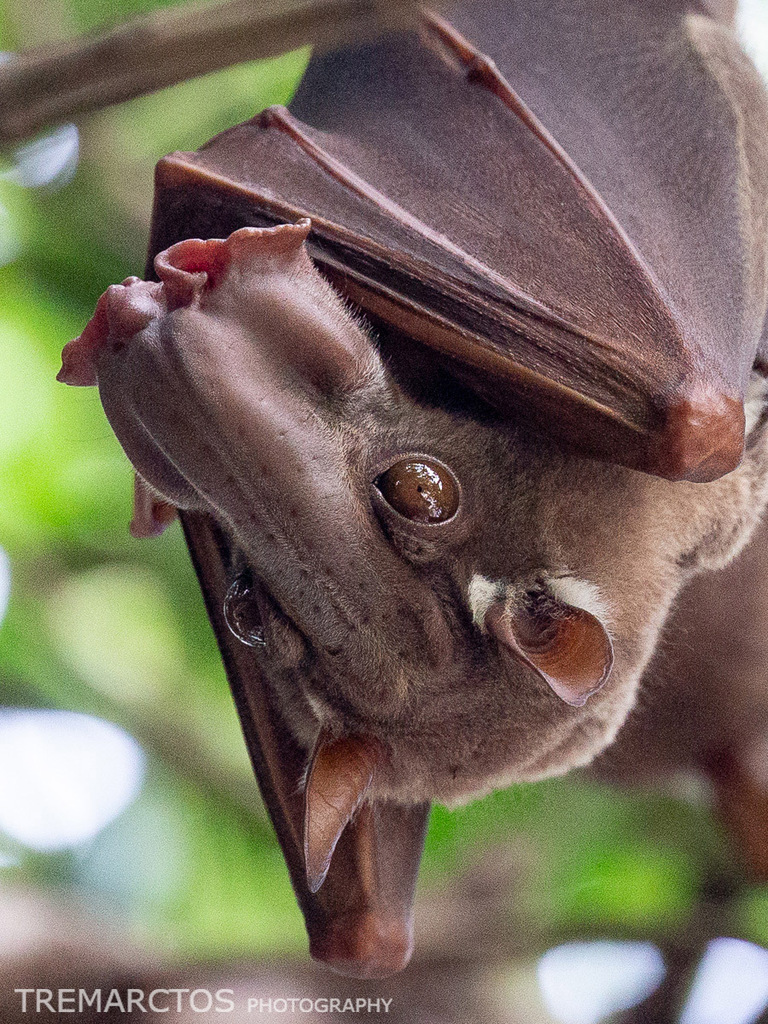 Hammer-headed Fruit Bat from Congo Basin Institute Bastos on July 04, 2021 at 04:18 PM by Ben ...