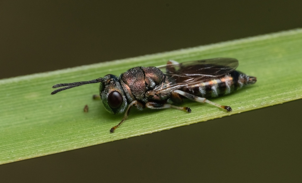 Chalcidoid Wasps from Erode on October 29, 2022 at 07:16 AM by murali ...