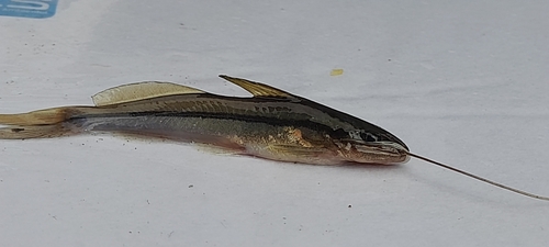 Pimelodella floridablancaensis · iNaturalist