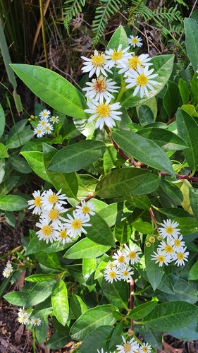 Sticky daisy bush (Olearia elliptica) · iNaturalist United Kingdom