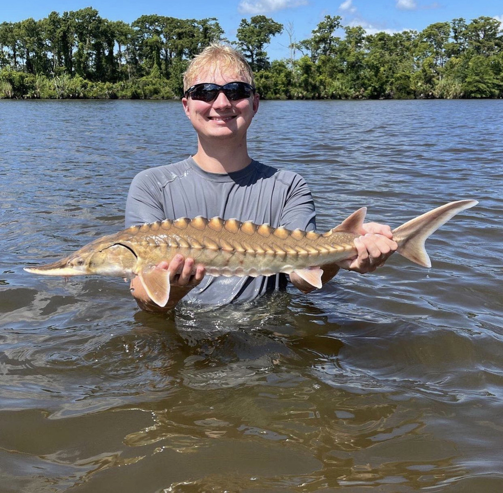 Gulf Sturgeon in July 2022 by Charles Veith. This sturgeon was caught ...