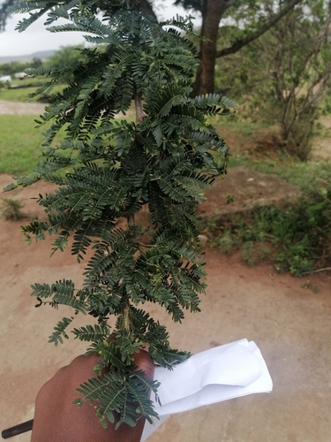 Splendid Thorn (Vachellia robusta) · iNaturalist United Kingdom