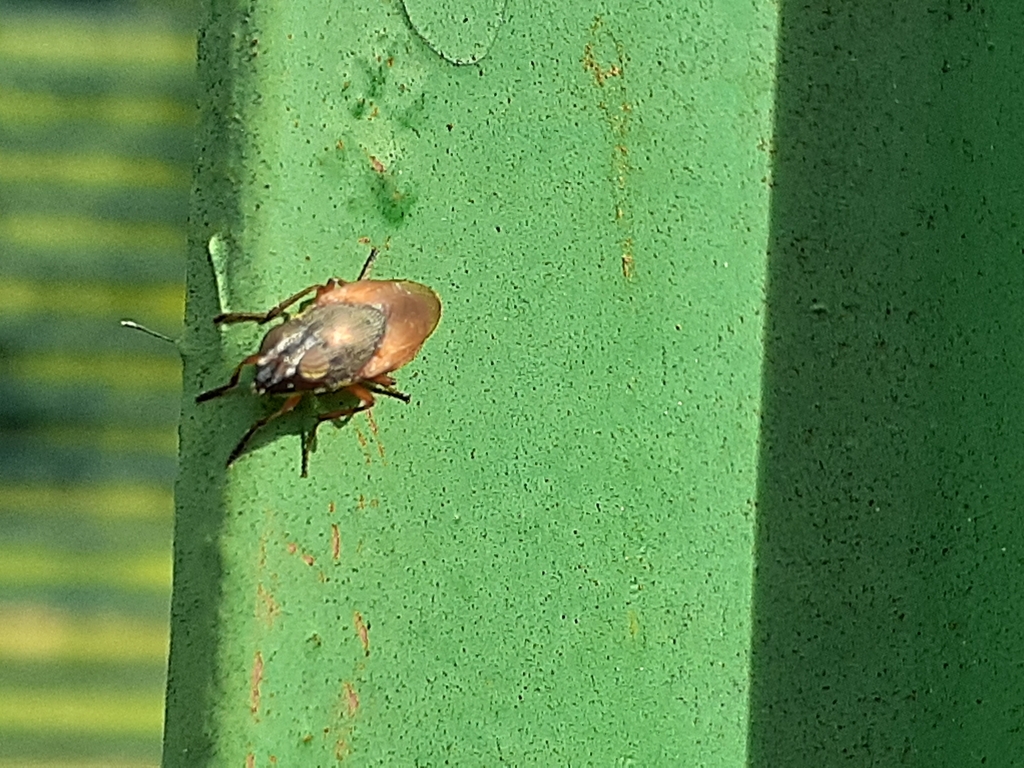 Nose Flies from Serene Valley on November 01, 2022 at 03:51 PM by ...