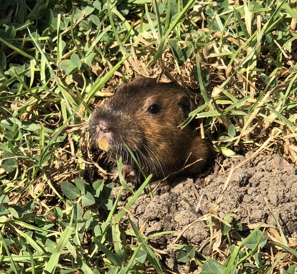 Botta's Pocket Gopher from Leash Ln, Culver City, CA, US on August 31 ...