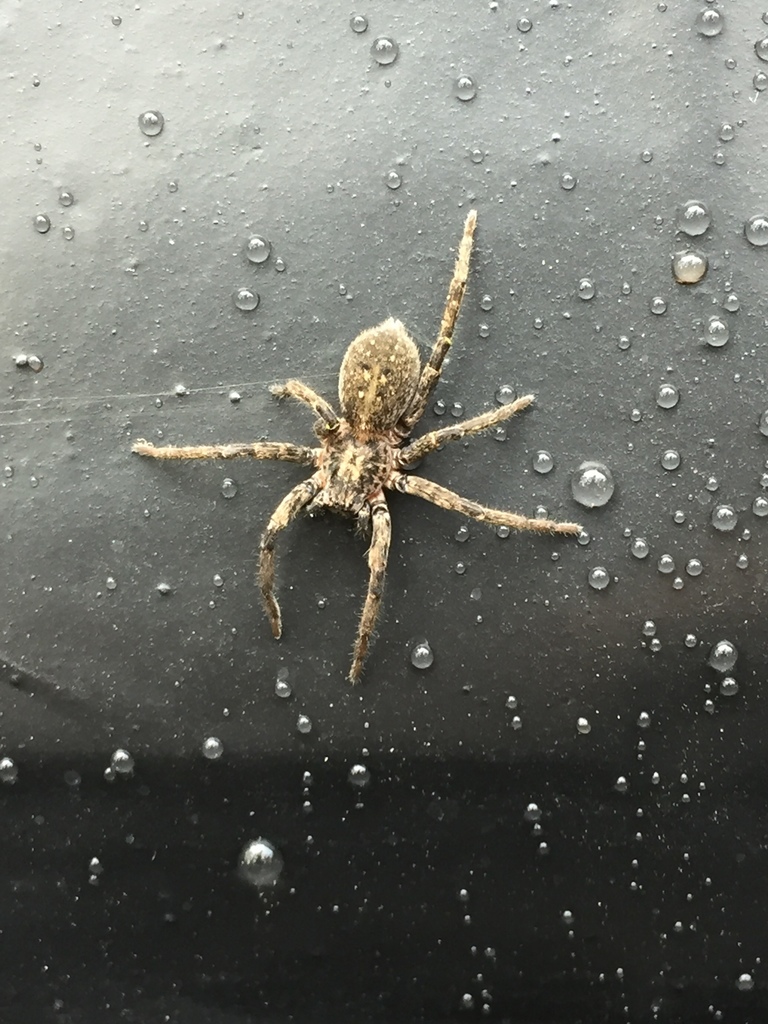 Wolf Spiders from 23 Forest Drive, Fairhaven, VIC, AU on September 01 ...
