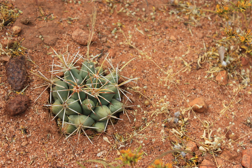 Stout Needle Mulee in October 2013 by Silvino Eduardo · iNaturalist