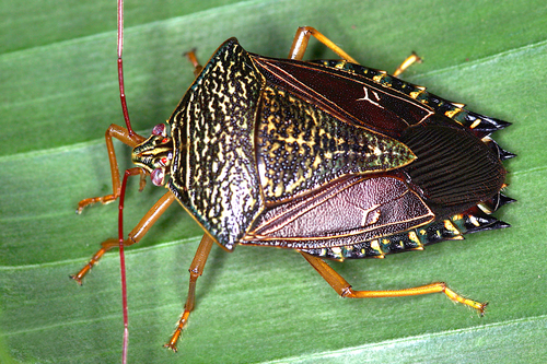 Pygoda irrorata · iNaturalist United Kingdom