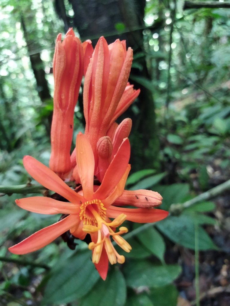 Passiflora spinosa from Chontapunta, Ecuador on October 29, 2022 at 10: ...