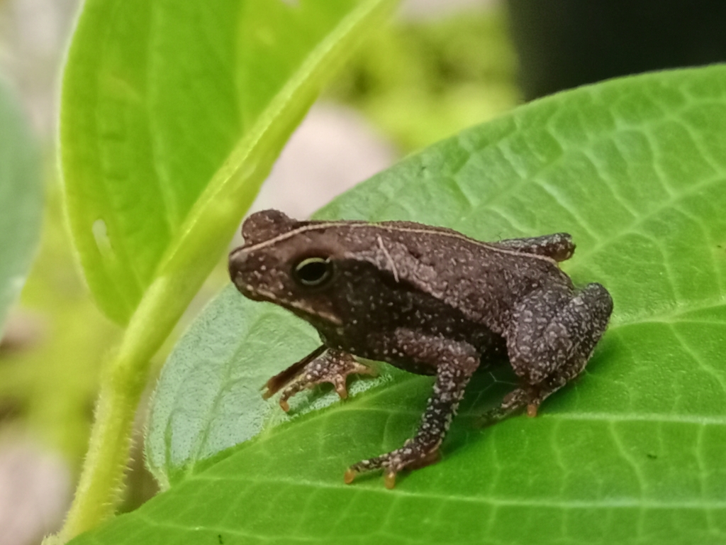 Beaked Toads from Palermo, Huila, Colombia on October 29, 2022 at 05:12 ...