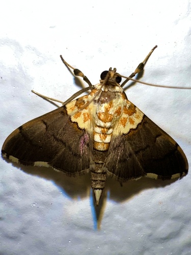 Agrotera fumosa · iNaturalist