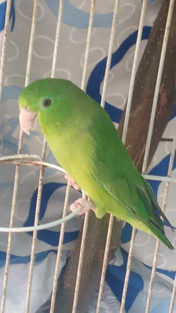 Perico de anteojos desde Huila, Colombia el 29 de octubre de 2022 a las ...