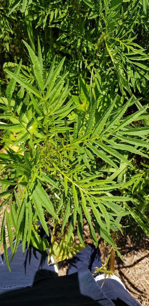 wild marigold from Merrimac QLD 4226, Australia on November 02, 2022 at ...