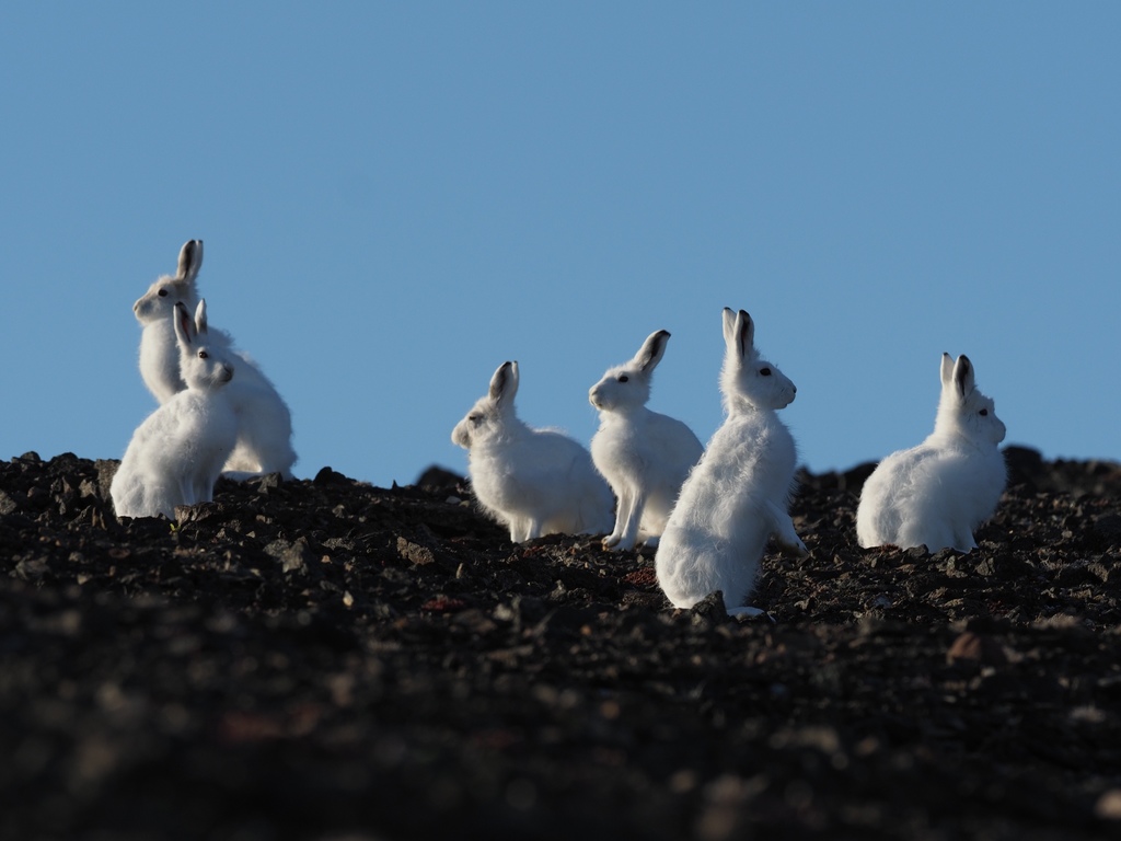 Hares and Rabbits (Leporidae) - Know Your Mammals