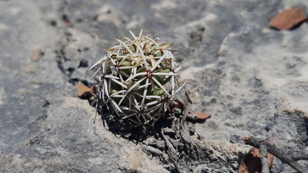Coryphantha clavata from 76527 Qro., México on October 29, 2022 at 02: ...