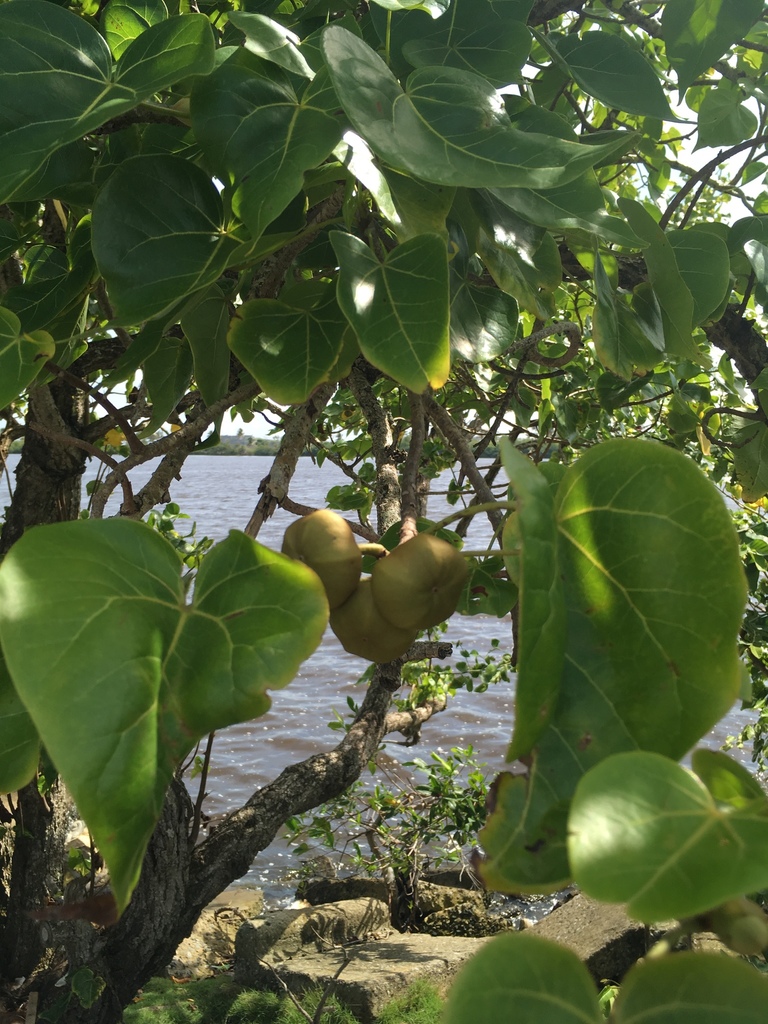 Portia tree from PR-888, Catano, PR, US on September 1, 2018 at 09:48 ...
