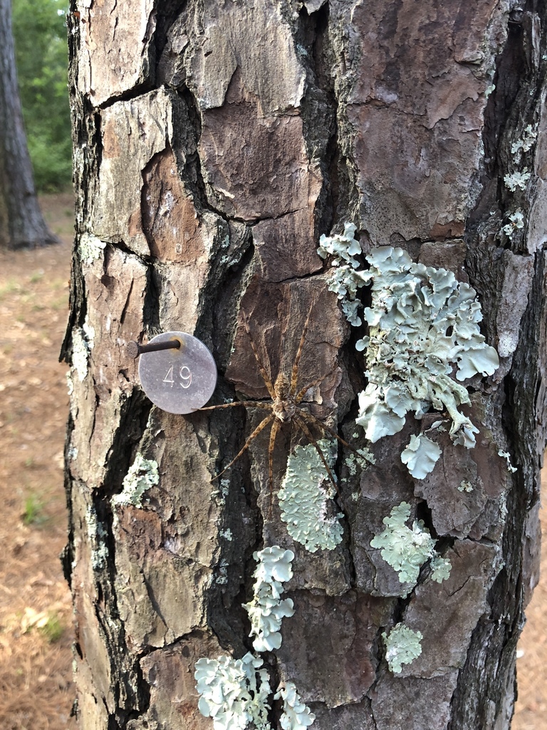 White-banded Fishing Spider from Huntsville State Park, Huntsville, TX ...