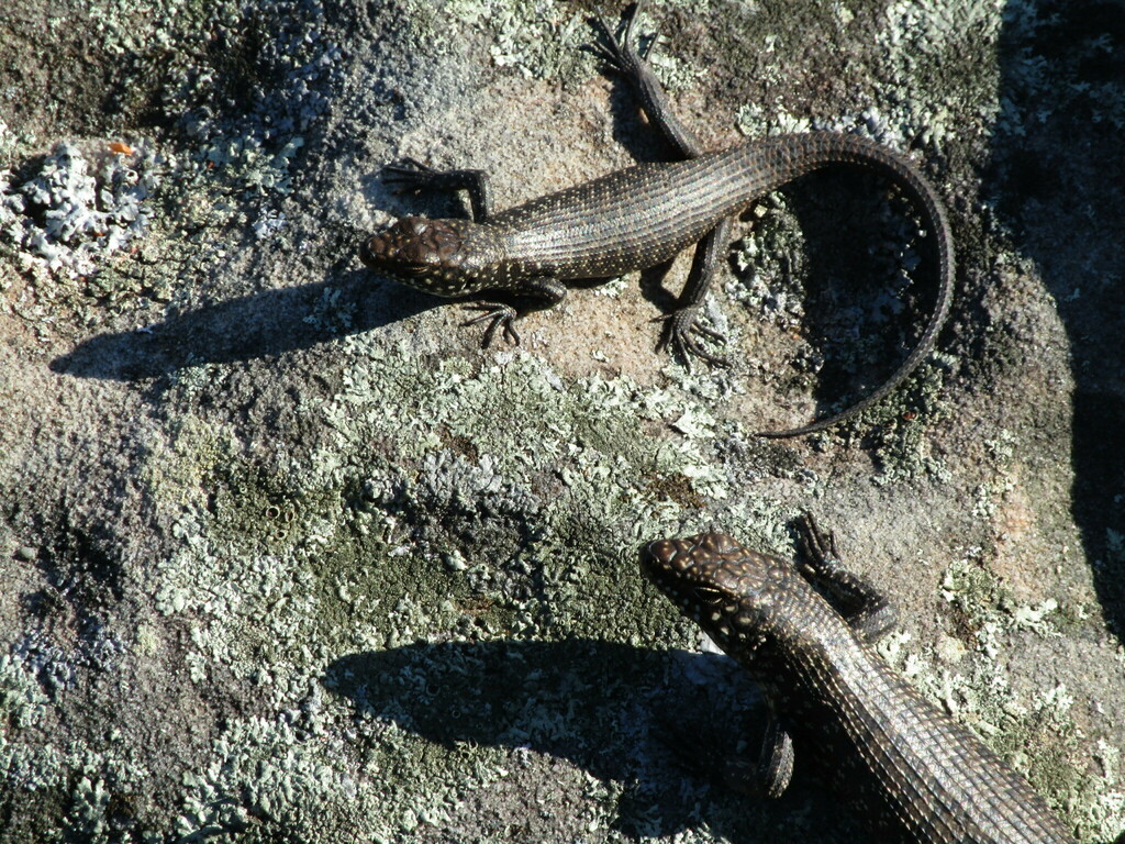 Cunningham's Skink from Patonga NSW 2256, Australia on October 31, 2022 ...