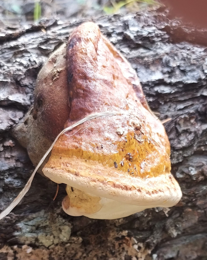 Schrenk's Red-Belt Conk from San Simon, AZ 85632, USA on October 31 ...