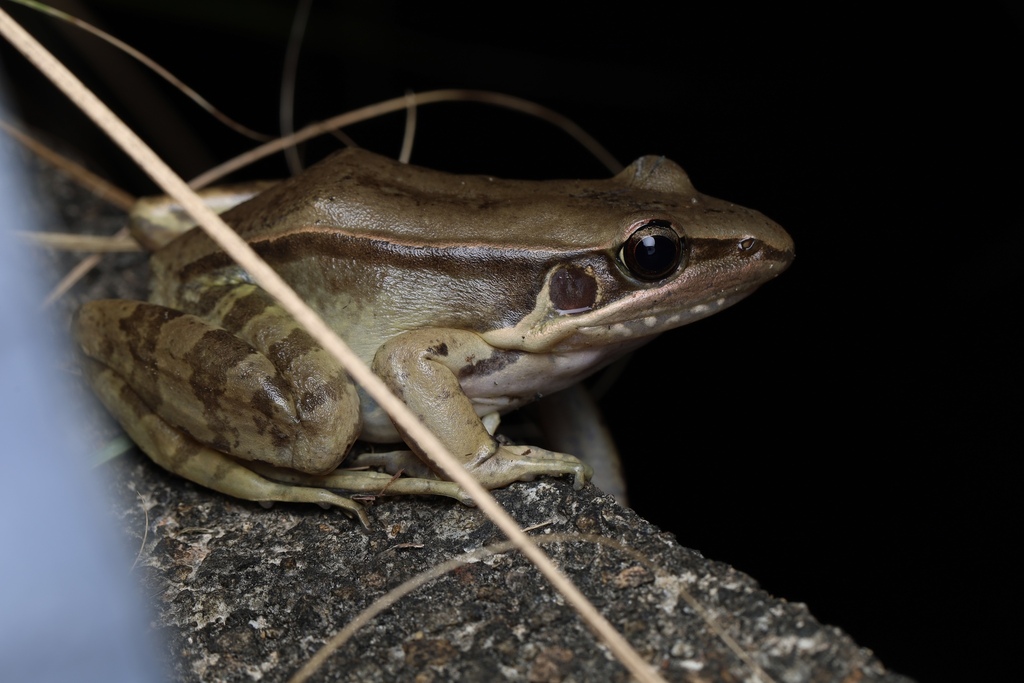 Guenther's Frog from 麦理浩径第十段 on October 28, 2022 at 09:57 PM by Yifei ...