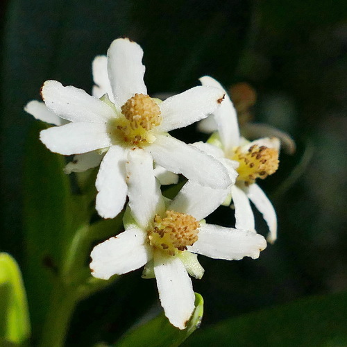 Baloghia neocaledonica · iNaturalist