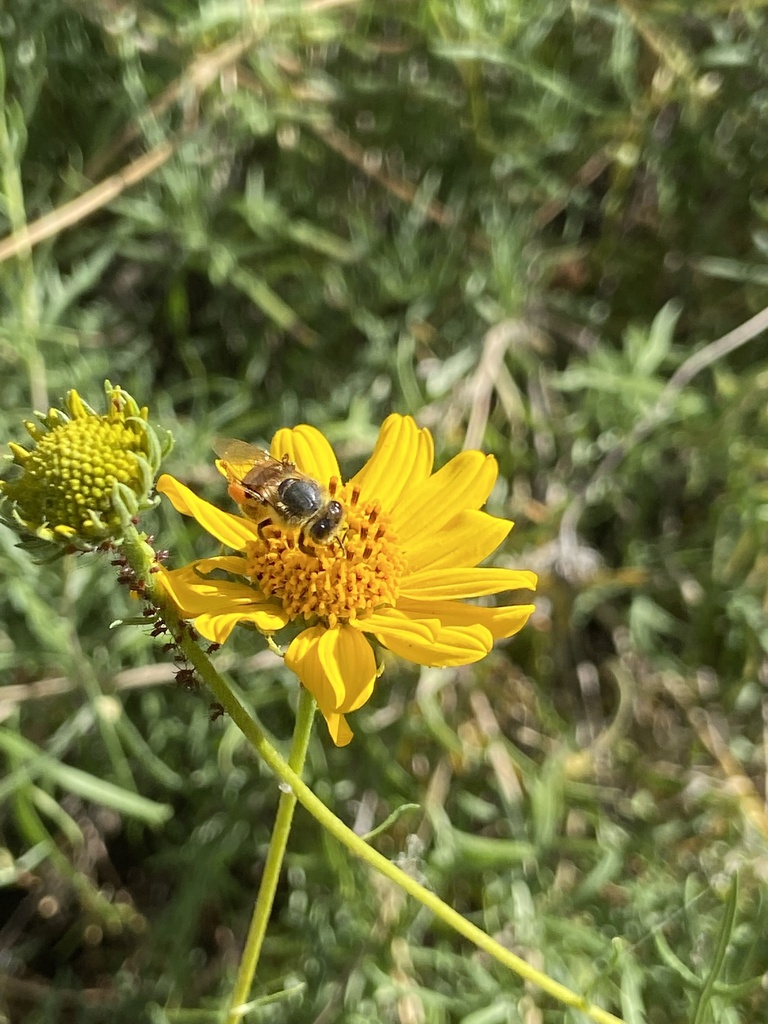 Western Honey Bee from Old Main, Tucson, AZ, US on November 01, 2022 at ...