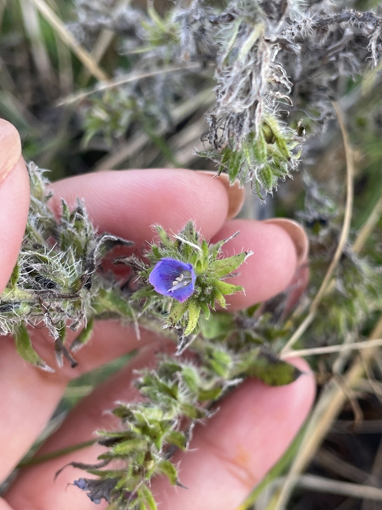 viper's-bugloss from Open Hearth Park, Cape Breton, NS, CA on November ...