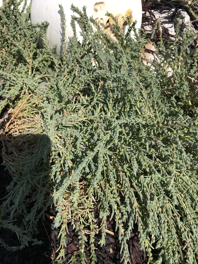 Herbaceous Seepweed from Hancock County, US-ME, US on September 01 ...