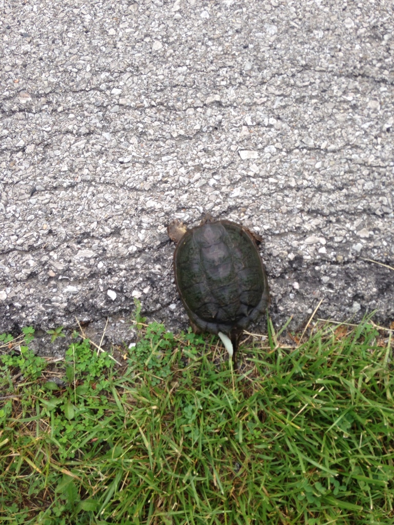 Common Snapping Turtle from 41005, Burlington, KY, US on May 29, 2018 ...
