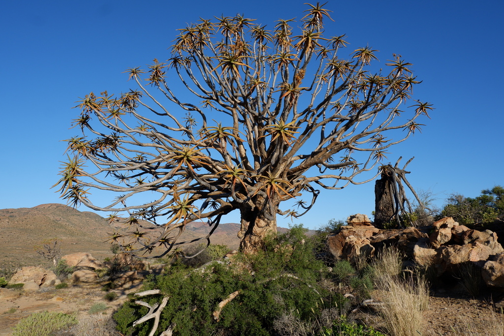 Maiden Quiver Tree from Farm Sperrgebiet, Springbok, 8240, South Africa ...